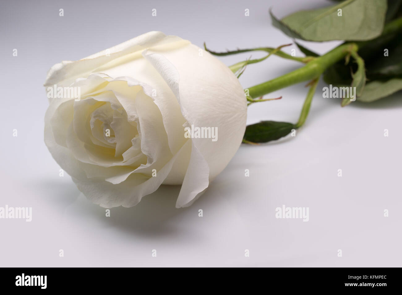white rose on a white background Stock Photo - Alamy