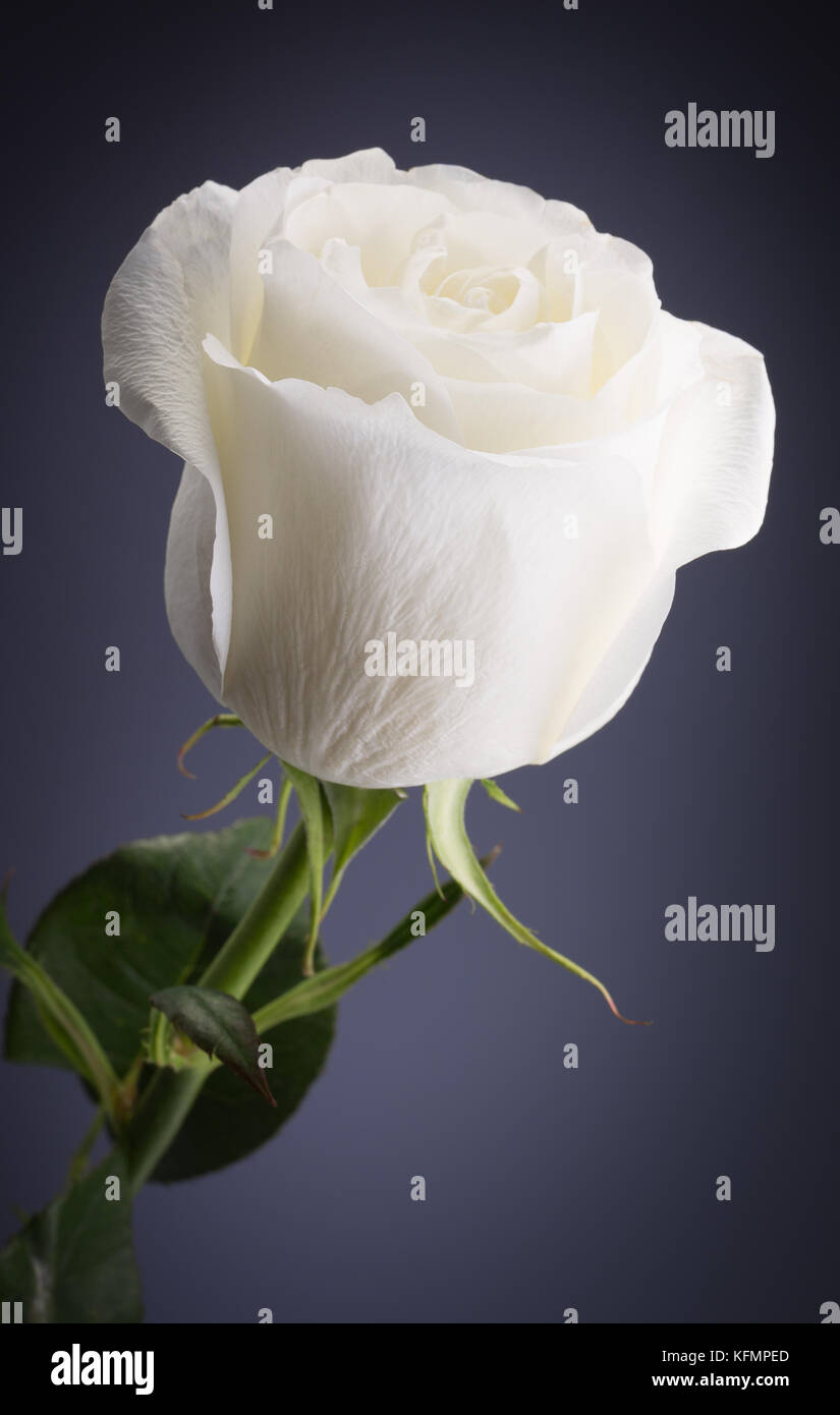 white rose on a dark background Stock Photo - Alamy