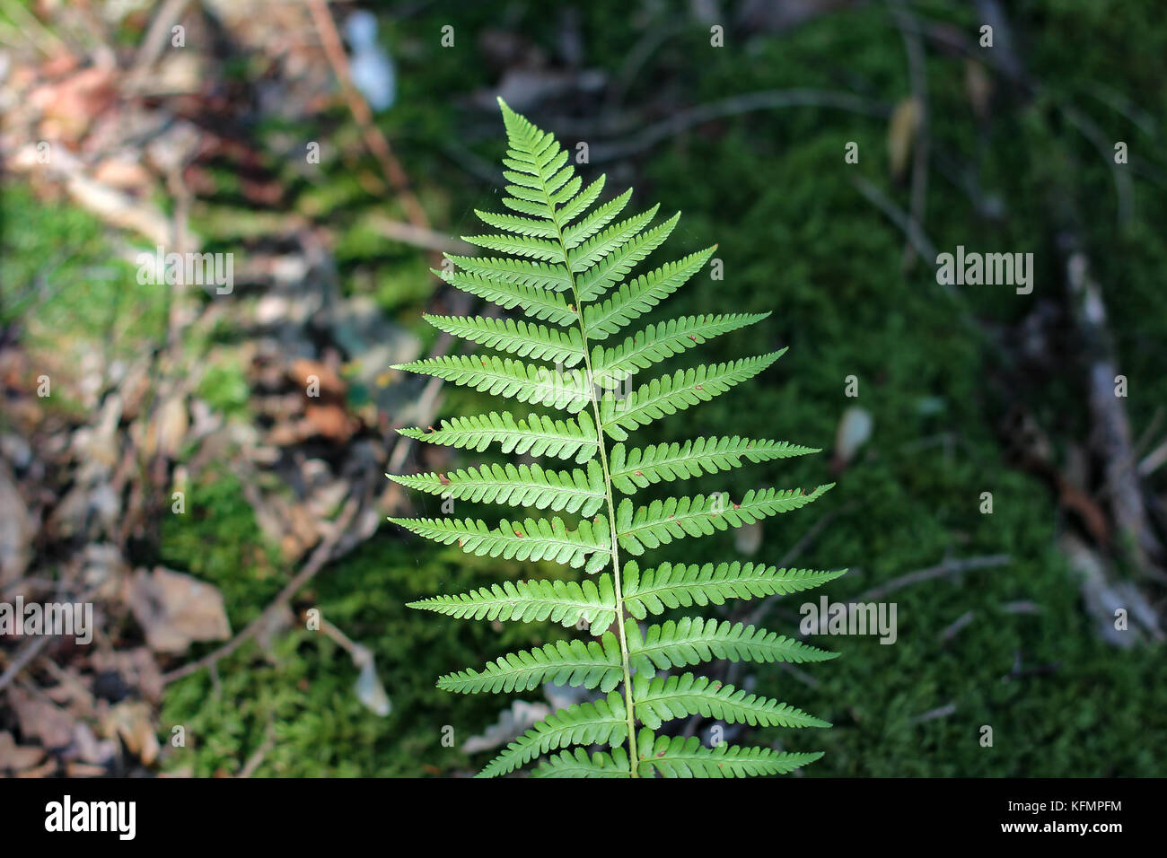 Fern leaves / Fern - the oldest plant on Earth Stock Photo - Alamy