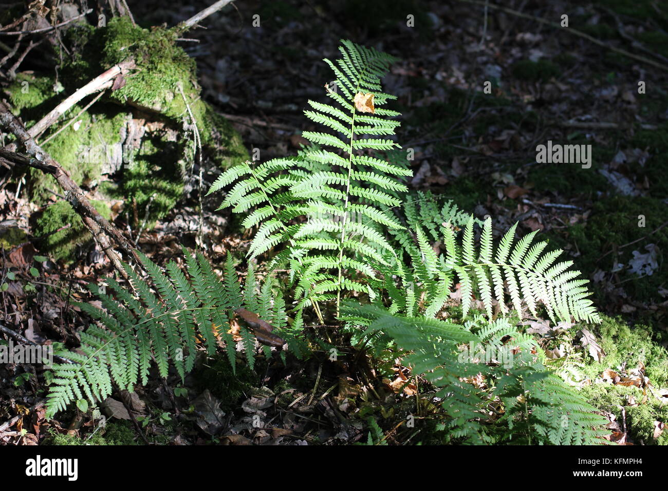 Fern leaves / Fern - the oldest plant on Earth Stock Photo - Alamy