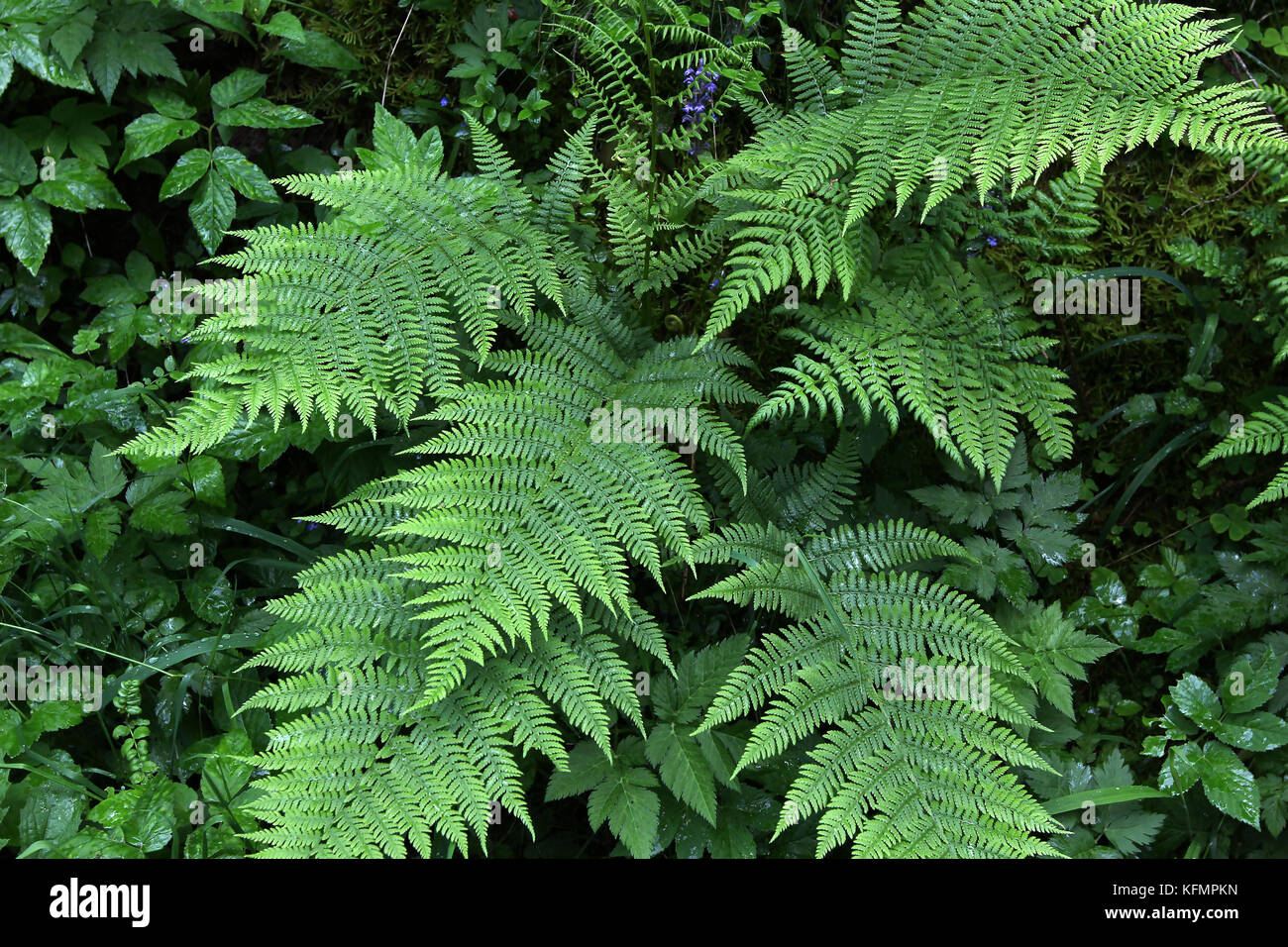Fern leaves / Fern - the oldest plant on Earth Stock Photo - Alamy