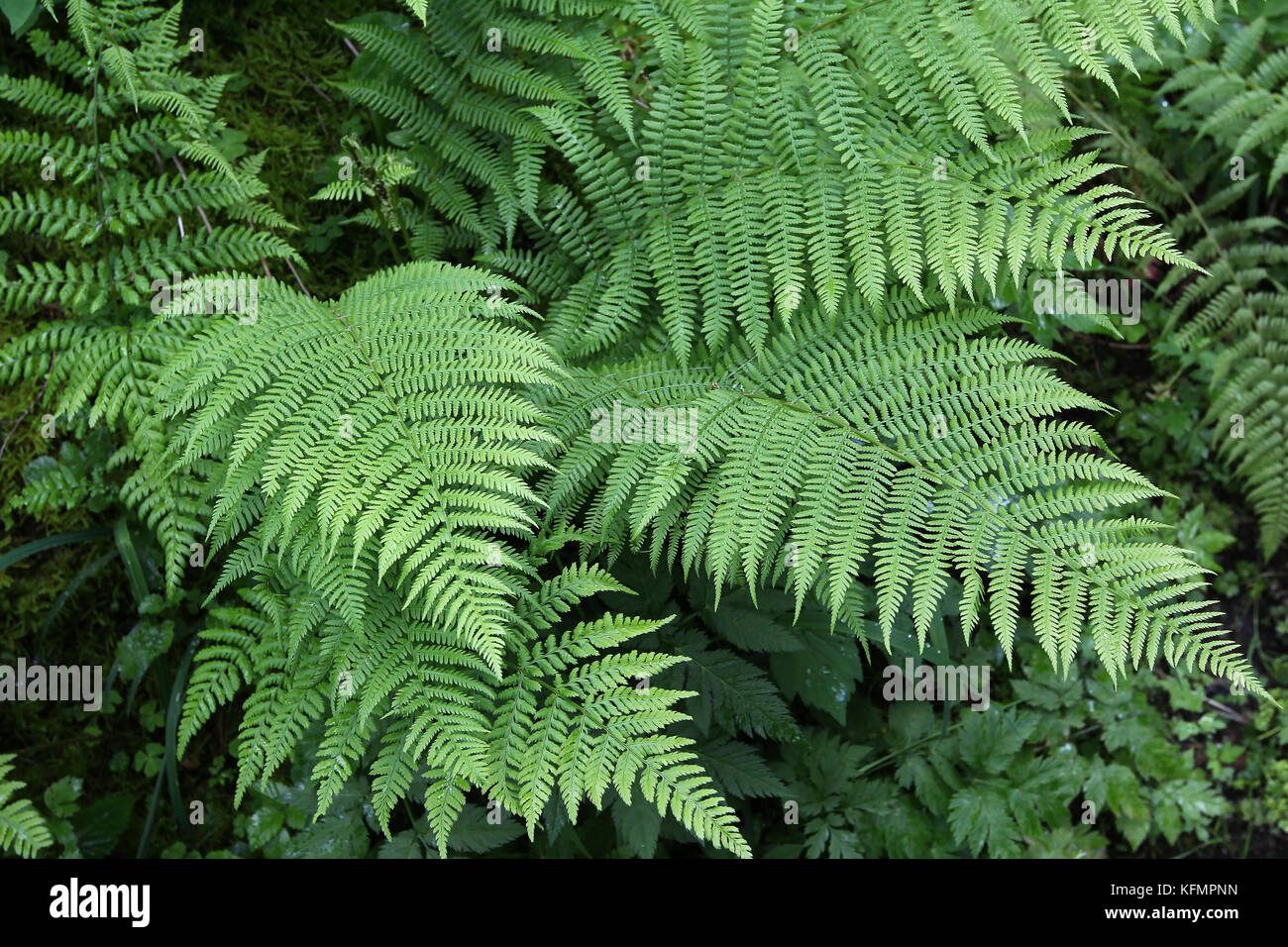 Fern leaves / Fern - the oldest plant on Earth Stock Photo - Alamy