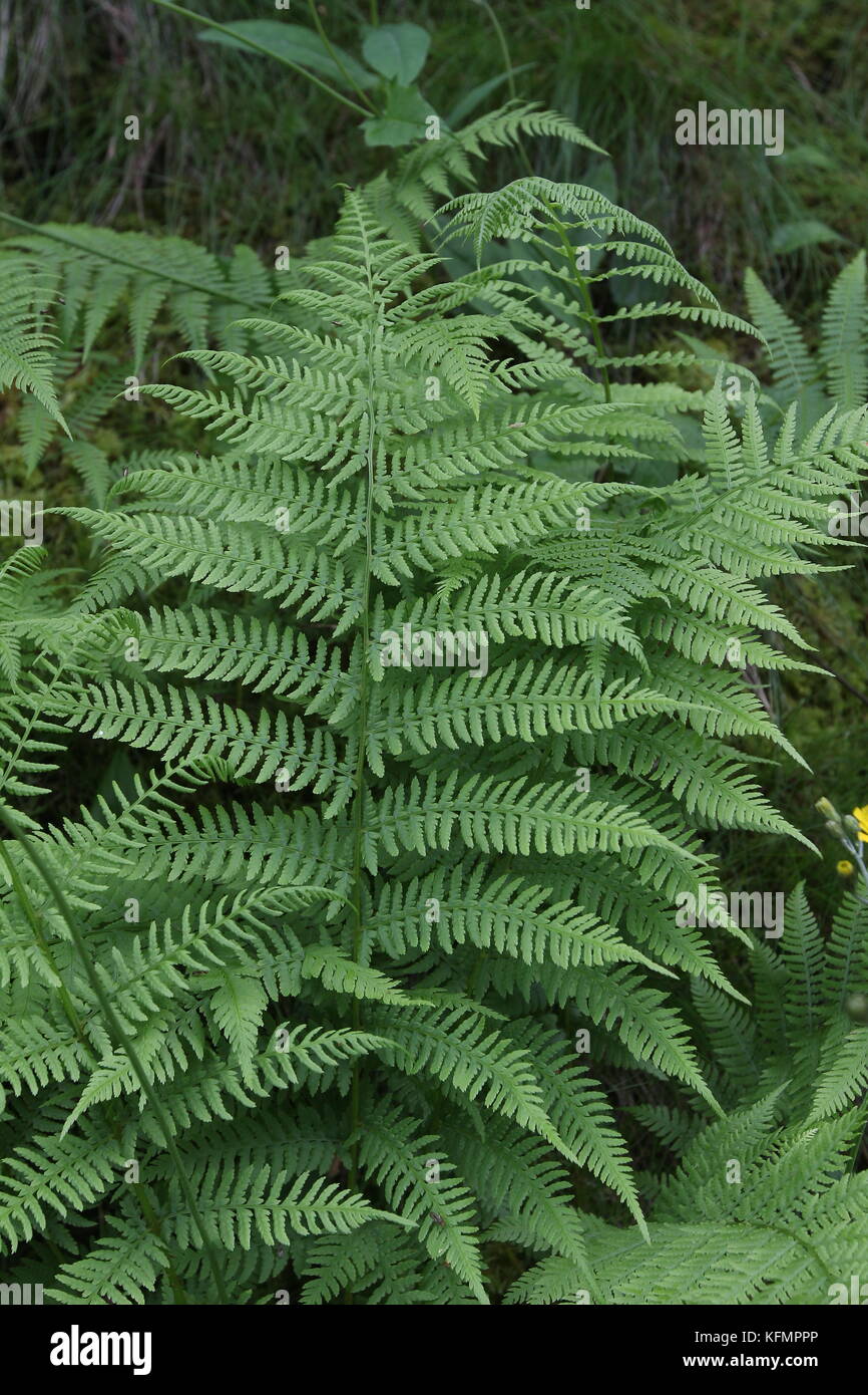 Fern leaves / Fern - the oldest plant on Earth Stock Photo - Alamy