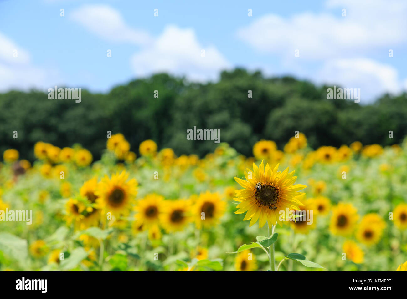 A field of brilliant yellow sunflowers in a sunny, summer field Stock ...