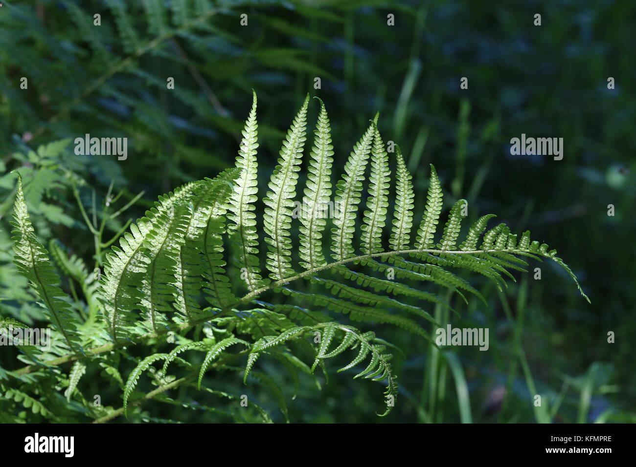 Fern leaves / Fern - the oldest plant on Earth Stock Photo - Alamy