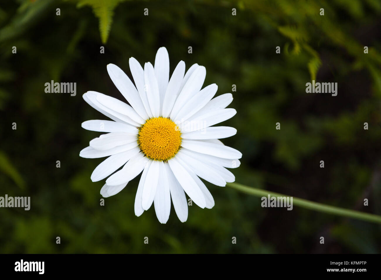 Single white flower hi-res stock photography and images - Alamy