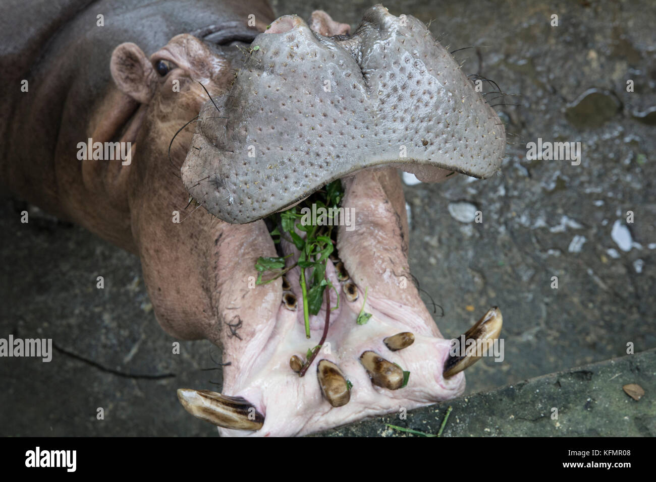Sad hippo hi-res stock photography and images - Alamy