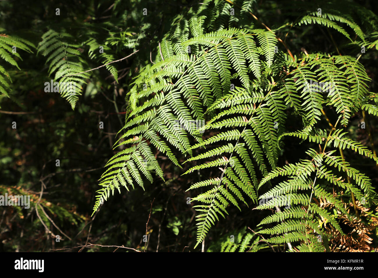 Fern leaves / Fern - the oldest plant on Earth Stock Photo - Alamy