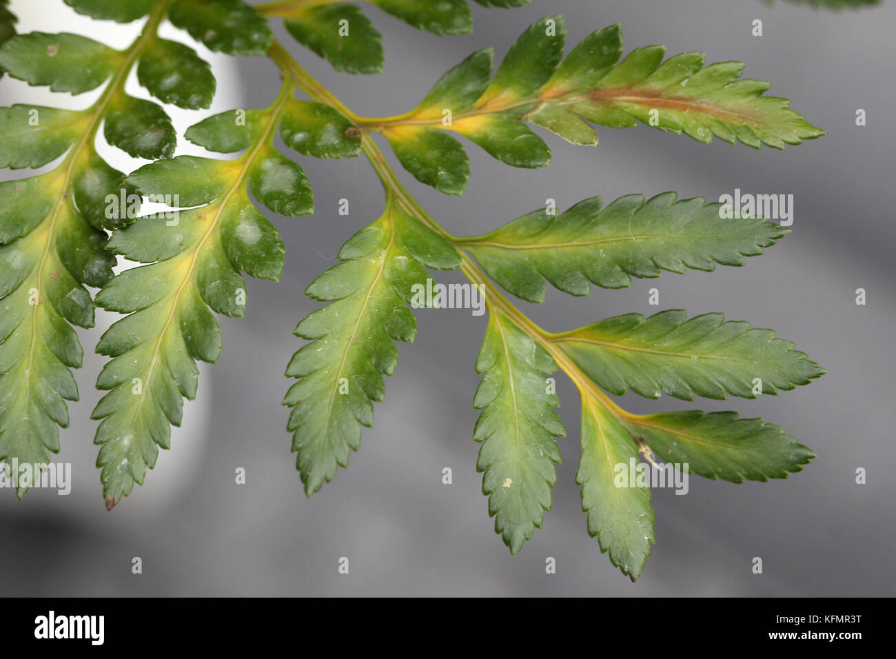 Fern leaves / Fern - the oldest plant on Earth Stock Photo - Alamy
