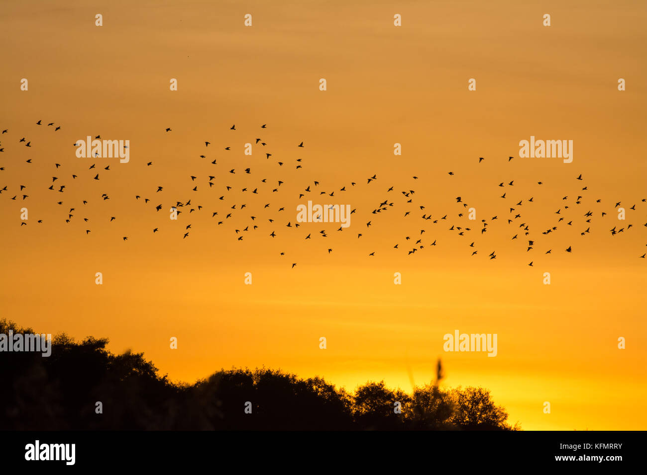 Murmuration of starlings sunset hi-res stock photography and images - Alamy