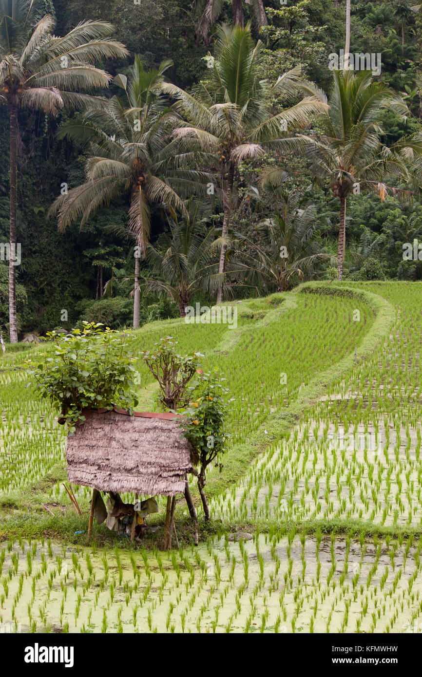 Paddie field hi-res stock photography and images - Alamy
