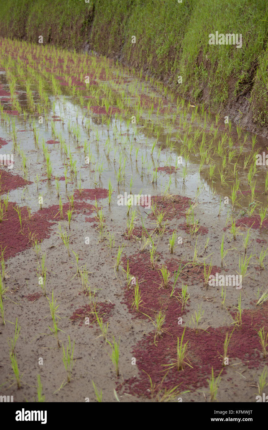 Rice grows in paddy field Stock Photo - Alamy