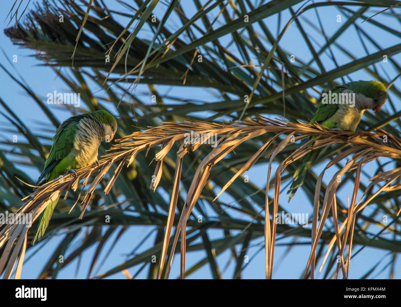 Pericos verdes en el ejido la Yesca Stock Photo - Alamy