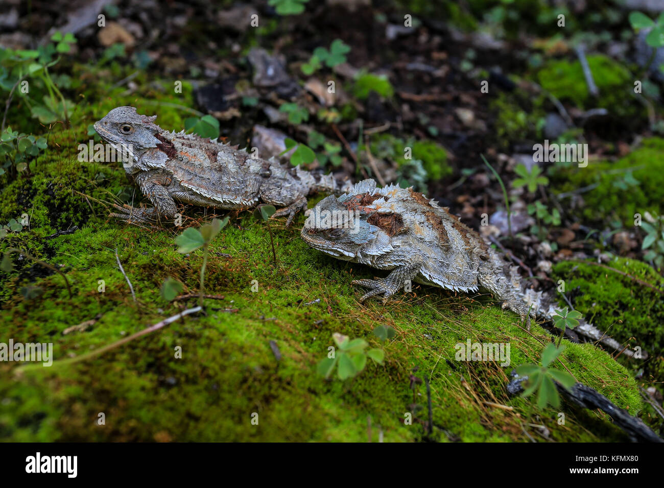 Chameleon. Pair of chameleon. two chameleons. Camaleon captured during ...