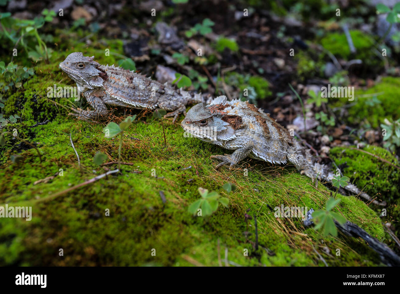 Animales del sahara hi-res stock photography and images - Alamy