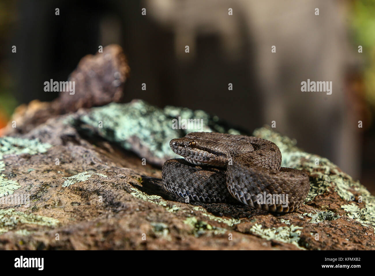 Snake. Cascabel. Twin - spotted rattlesnake Madrean Diversity ...