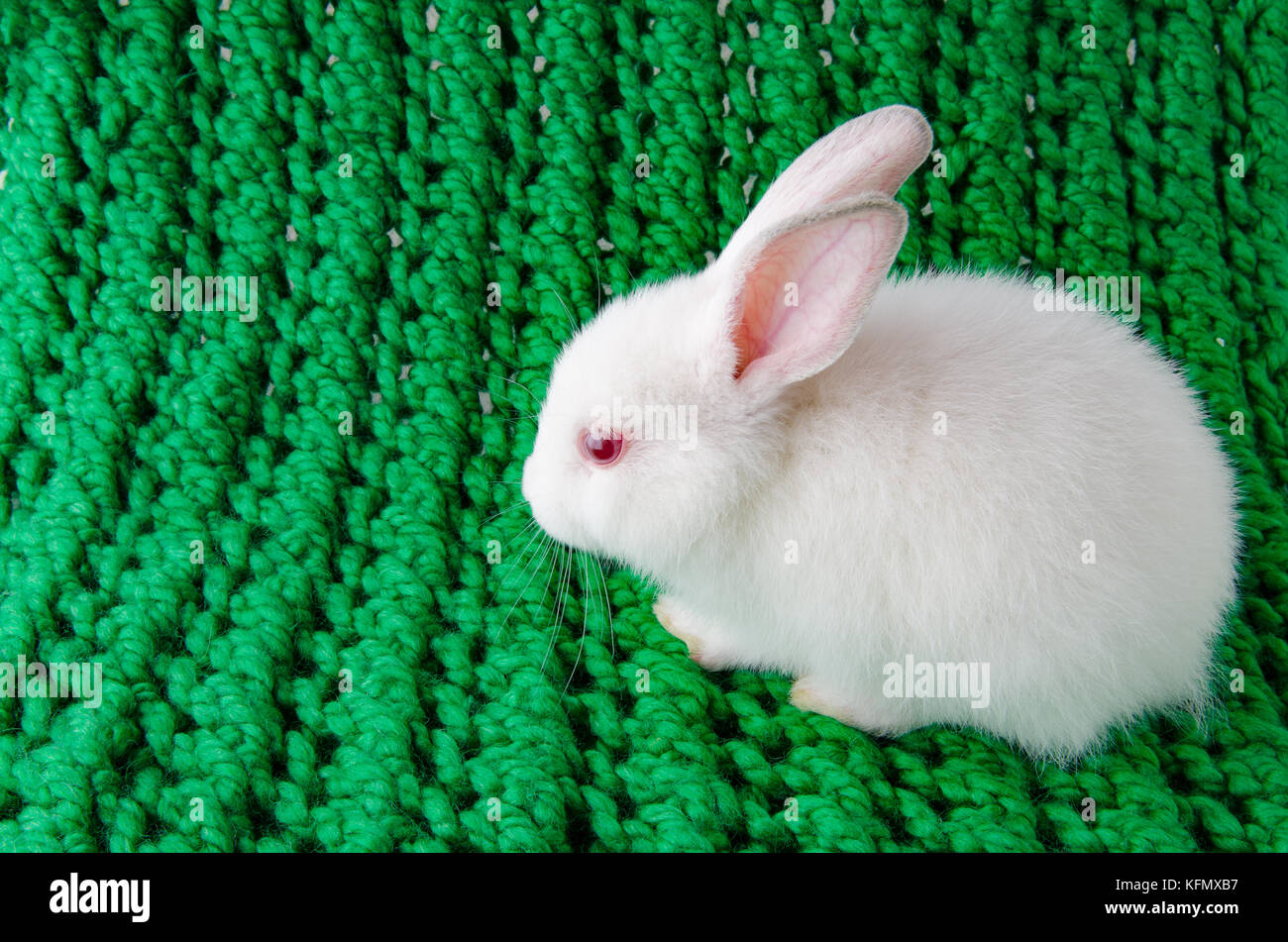 White rabbit on green background Stock Photo - Alamy