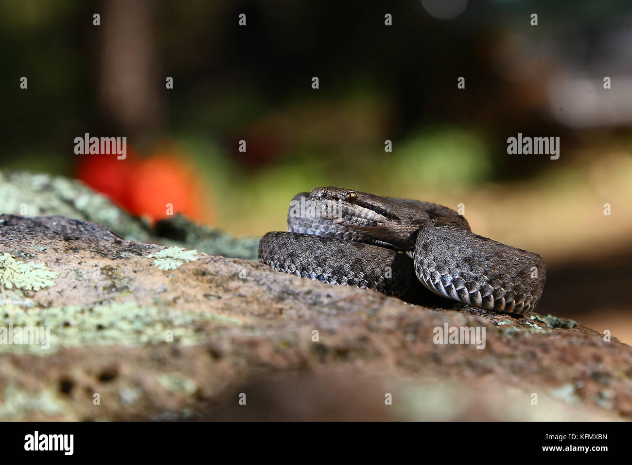 Snake. Cascabel. Twin - spotted rattlesnake Madrean Diversity ...