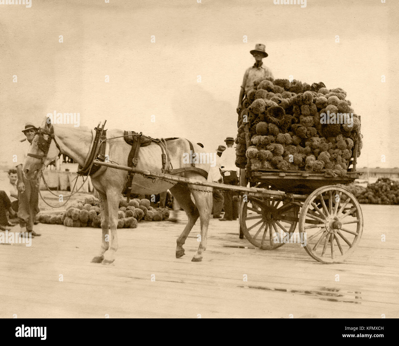The sponge docks with a horse cart loaded with sponges in the 1930s ...