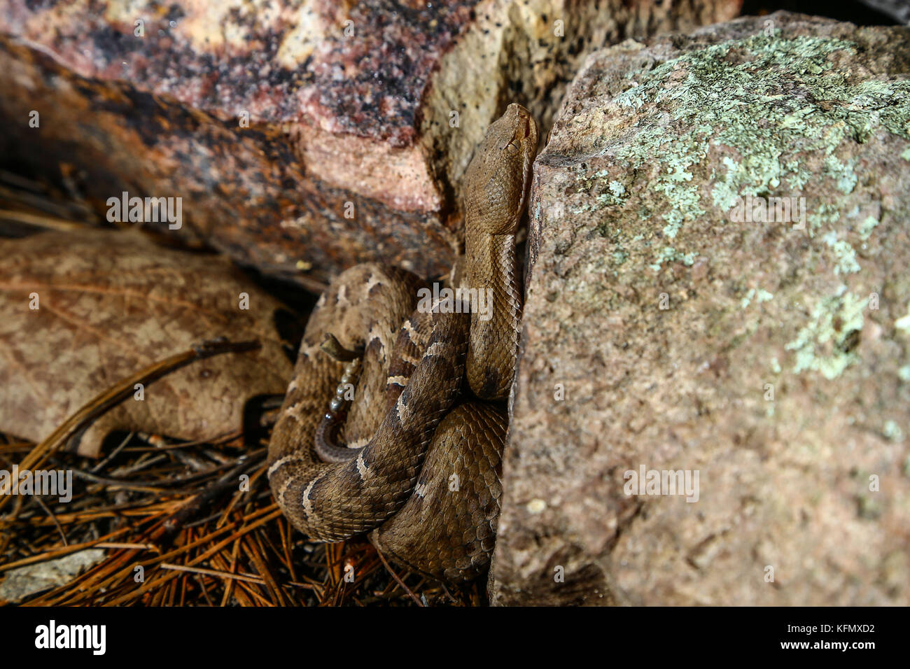 Snake. Cascabel. Ridge- Nosed rattlesnake Madrean Diversity Expeditions ...