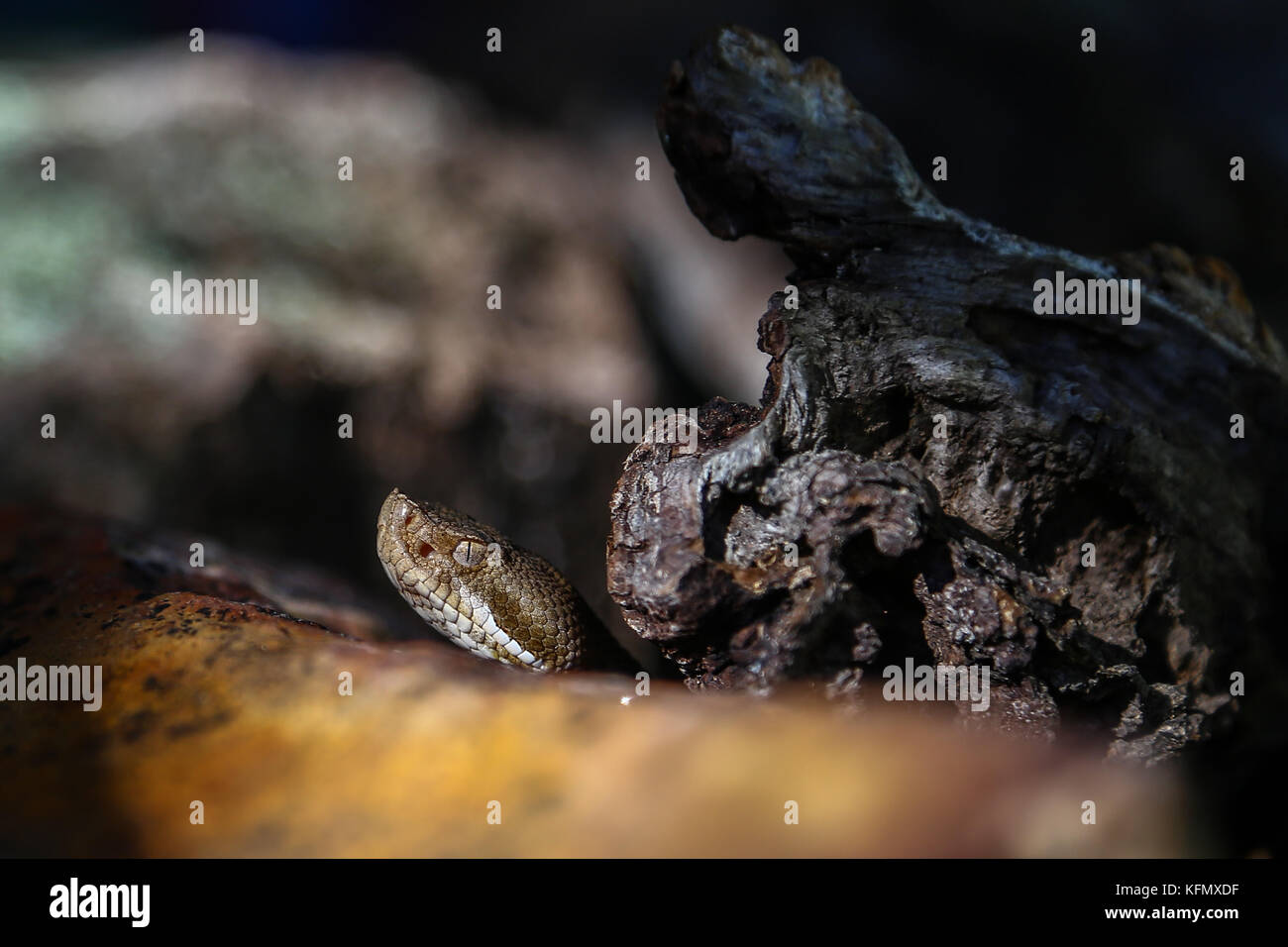 Snake. Cascabel. Ridge- Nosed rattlesnake Madrean Diversity Expeditions ...