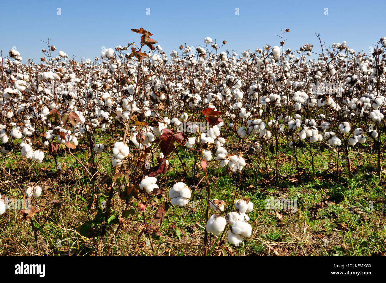 Almost ready to harvest, these cotton plants are bursting with product ...