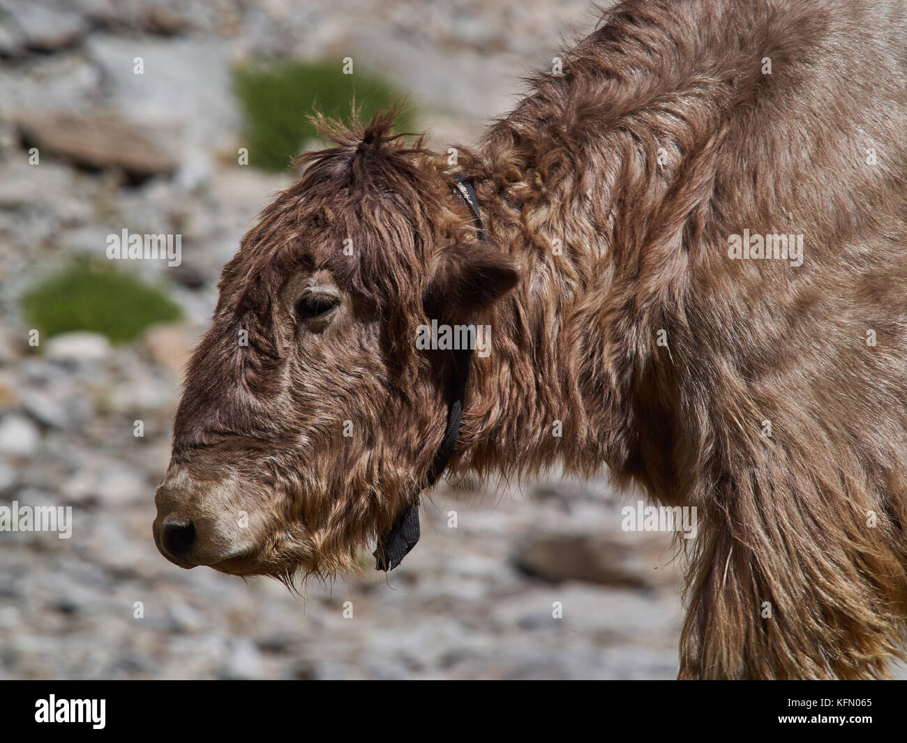 Young Tibetan yak with curly wool brown color, close up portrait Stock ...