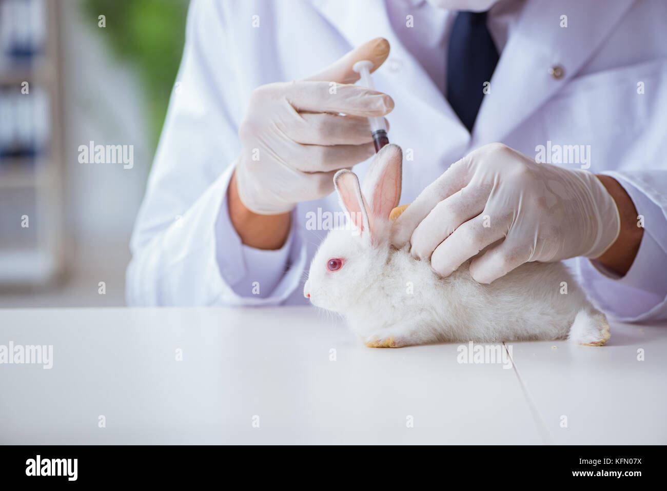 Vet doctor examining rabbit in pet hospital Stock Photo - Alamy