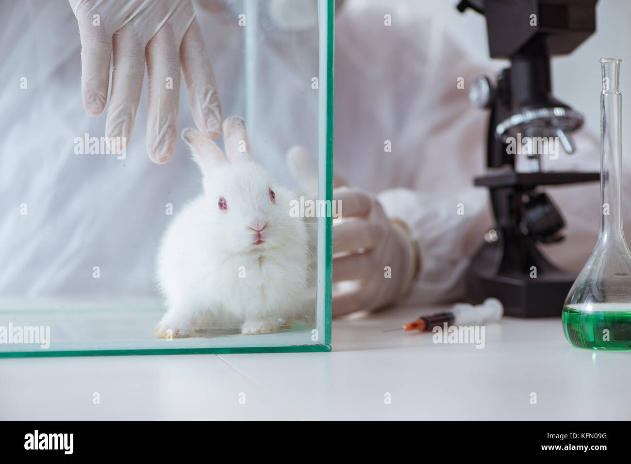 White rabbit in scientific lab experiment Stock Photo - Alamy