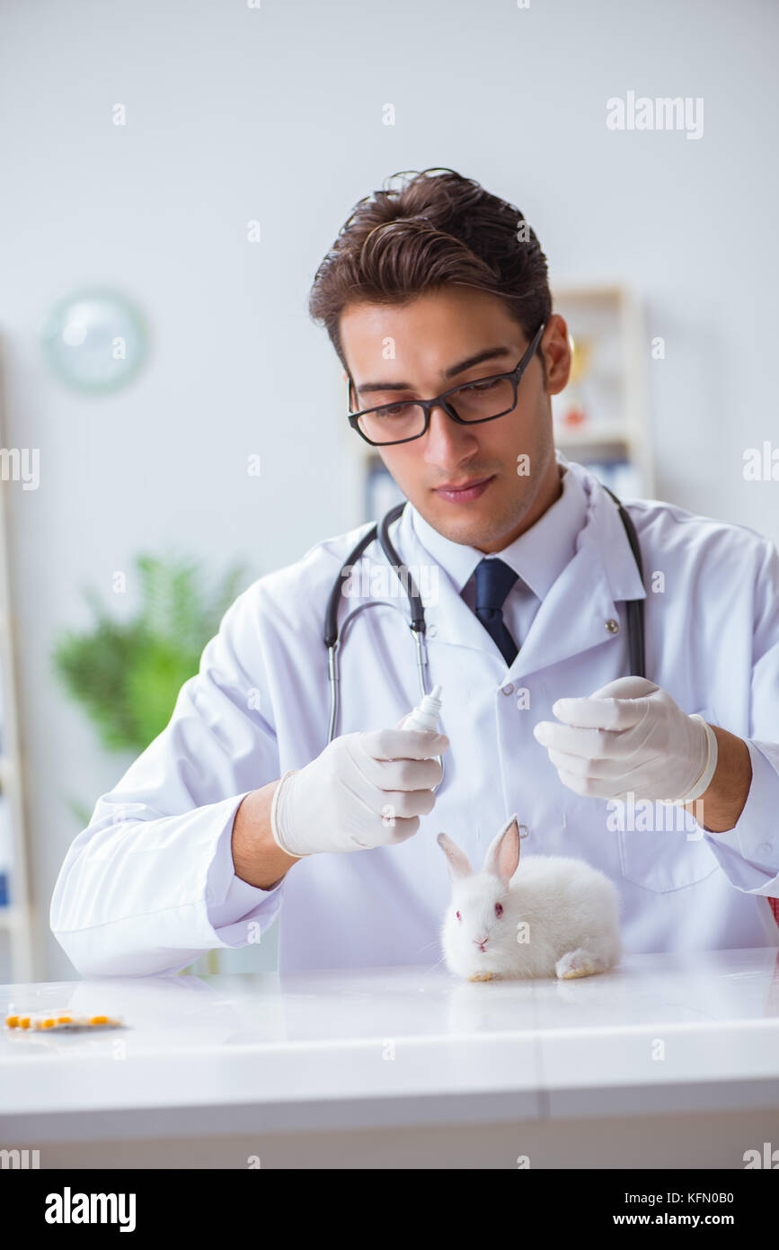 Vet doctor examining rabbit in pet hospital Stock Photo - Alamy