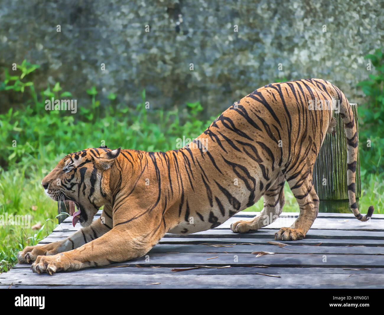 Tiger thailand nature hi-res stock photography and images - Alamy