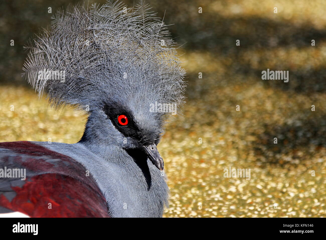 Queen victoria with pigeon hi-res stock photography and images - Alamy