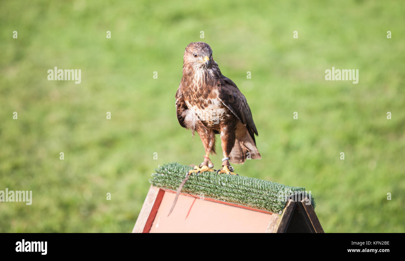 Free Falconry display of red kite and Harris Hawk at National Botanic ...