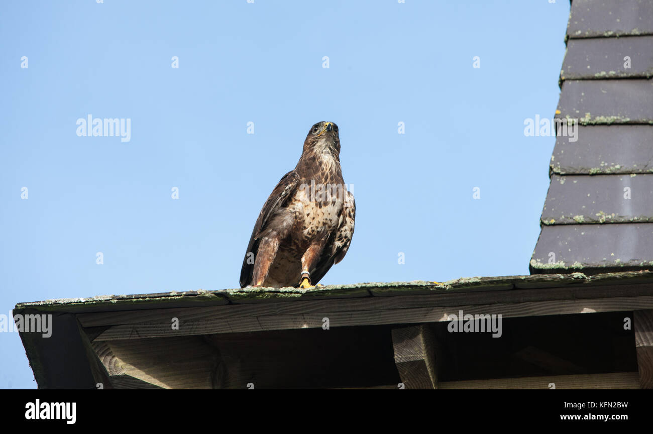 Free Falconry display of red kite and Harris Hawk at National Botanic ...