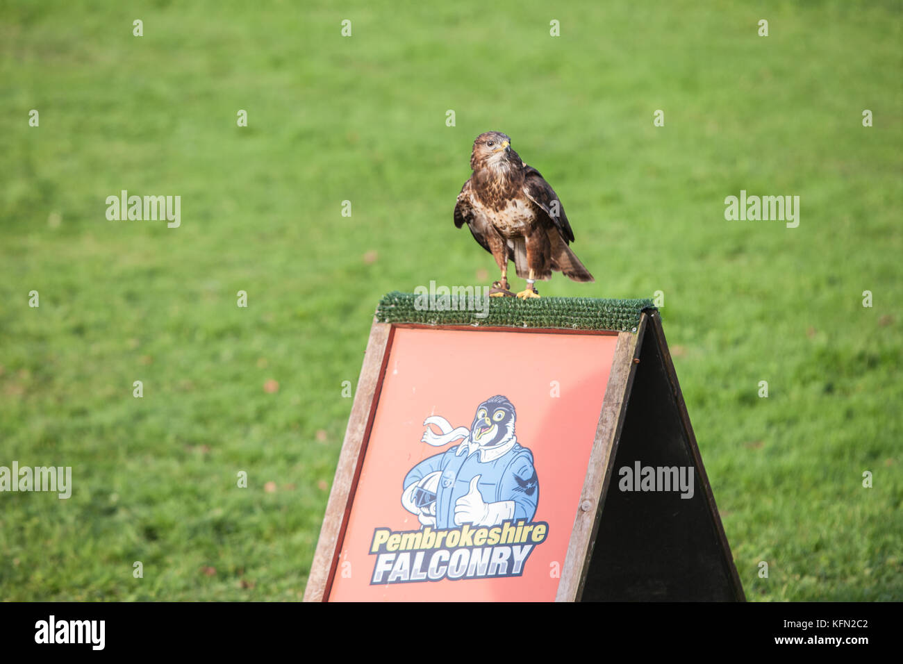 Free Falconry display of red kite and Harris Hawk at National Botanic ...