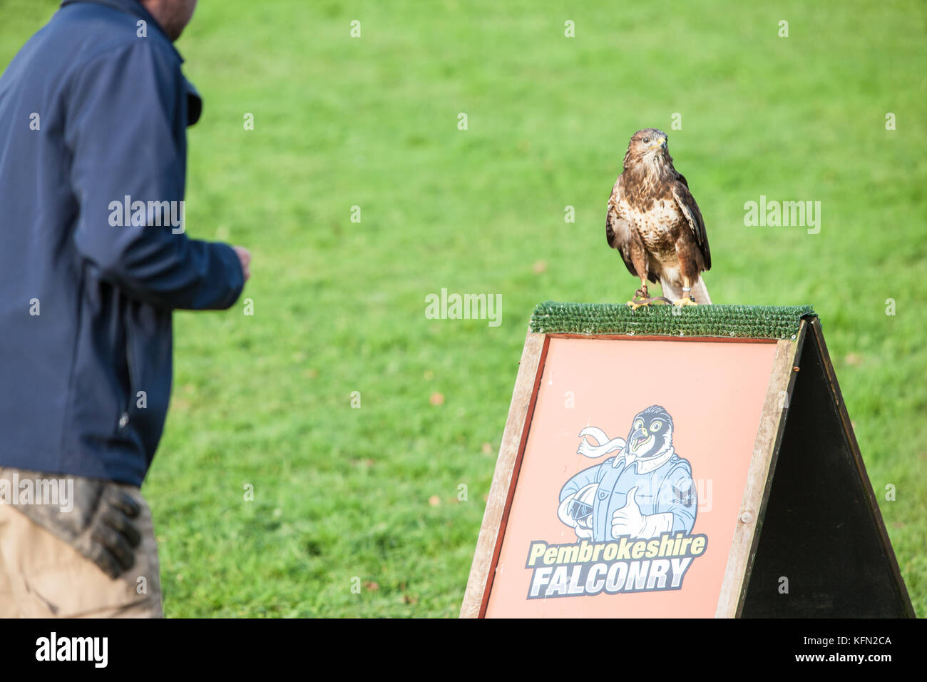 Free Falconry display of red kite and Harris Hawk at National Botanic ...