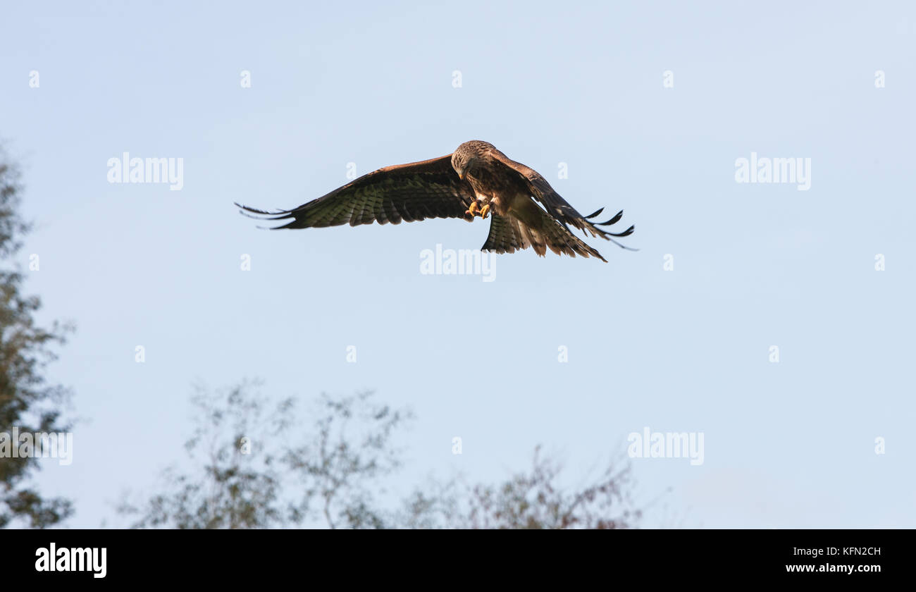 Free Falconry display of red kite and Harris Hawk at National Botanic ...