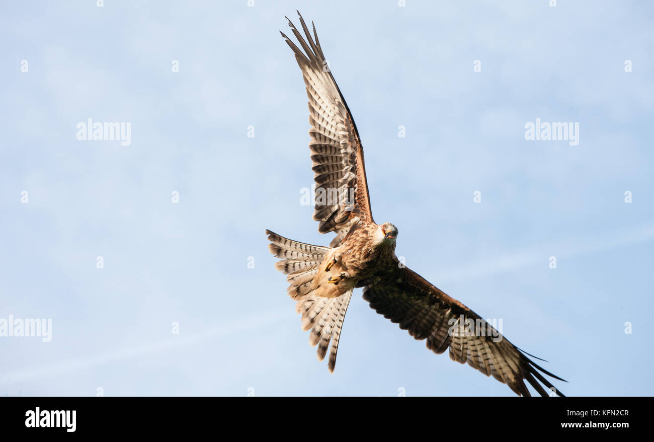 Free Falconry display of red kite and Harris Hawk at National Botanic ...