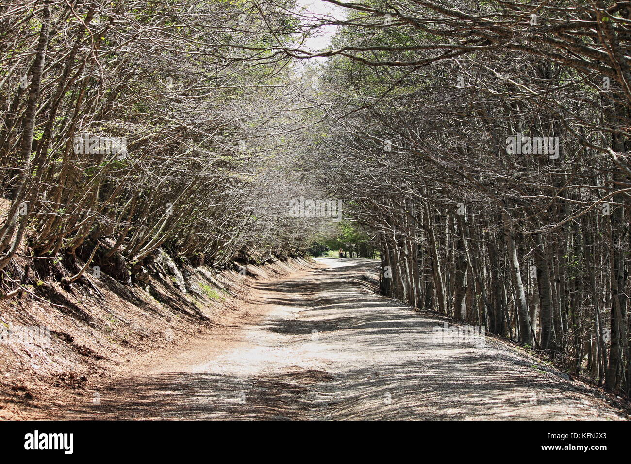Forest trail through thick vegetation Stock Photo - Alamy