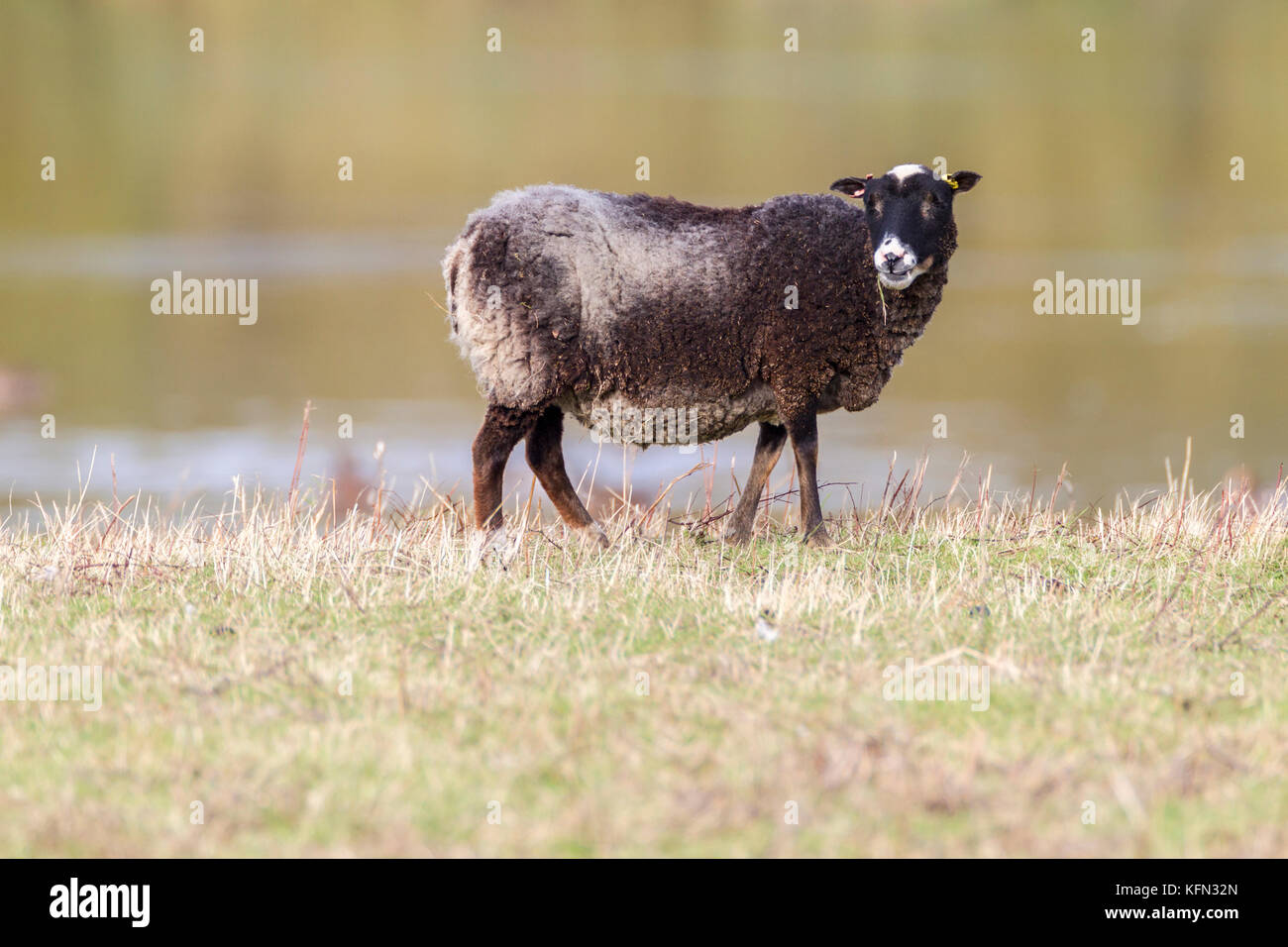 Welsh sheep wandering free Stock Photo - Alamy