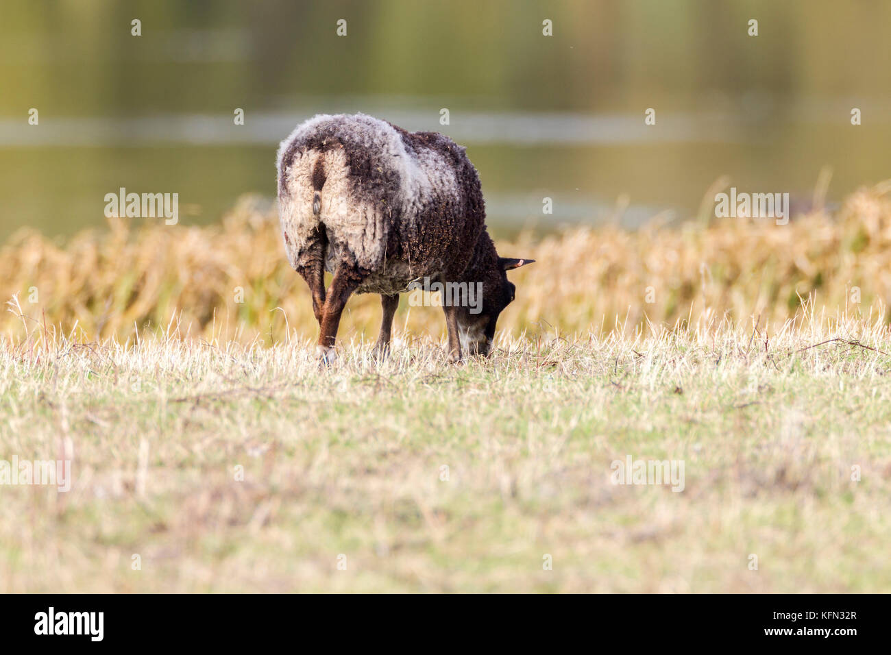 Welsh Mountain Sheep Ram High Resolution Stock Photography and Images ...