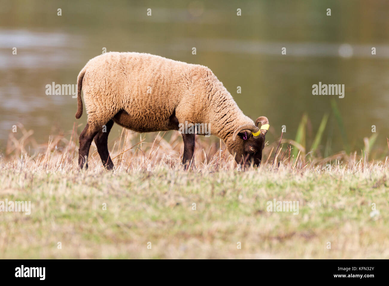 Welsh sheep wandering free Stock Photo - Alamy