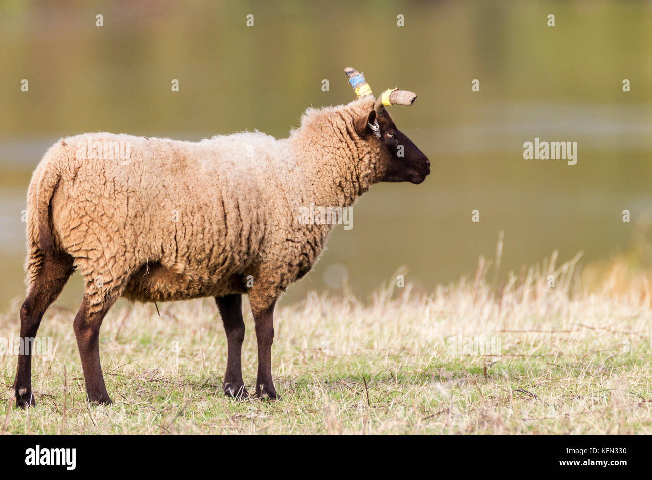 Black welsh mountain sheep hi-res stock photography and images - Alamy