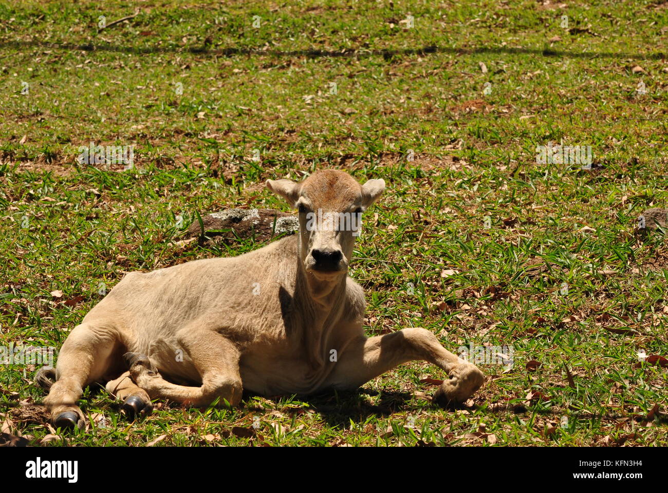 brazilian young cow Stock Photo - Alamy