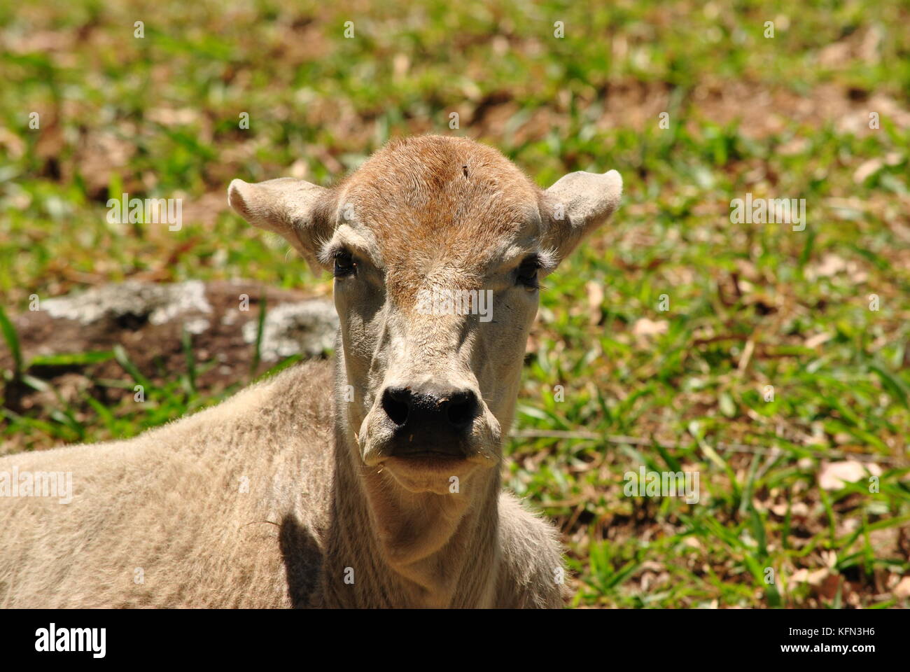 brazilian young cow Stock Photo - Alamy