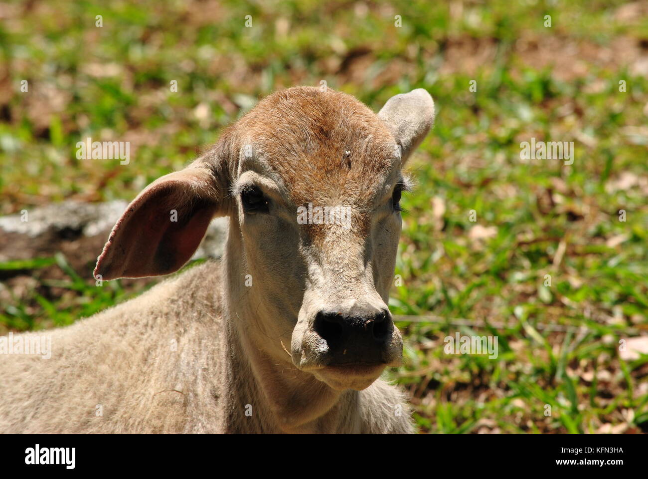 brazilian young cow Stock Photo - Alamy