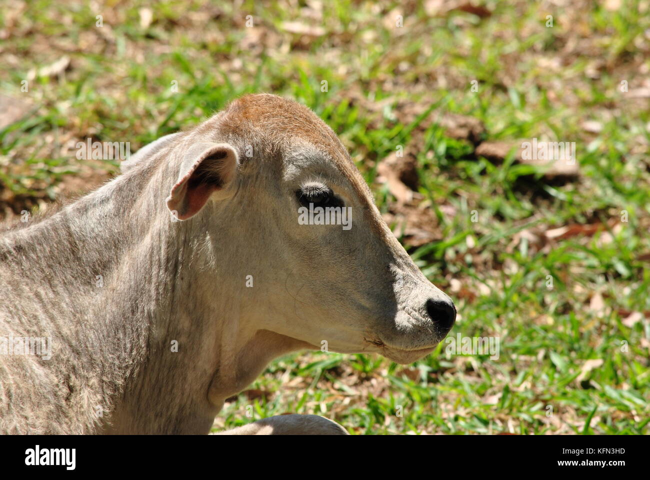brazilian young cow Stock Photo - Alamy