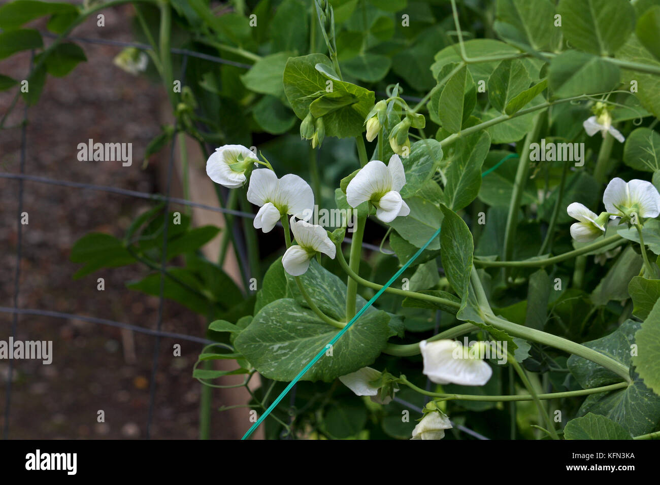 Flowering pea plants Stock Photo - Alamy