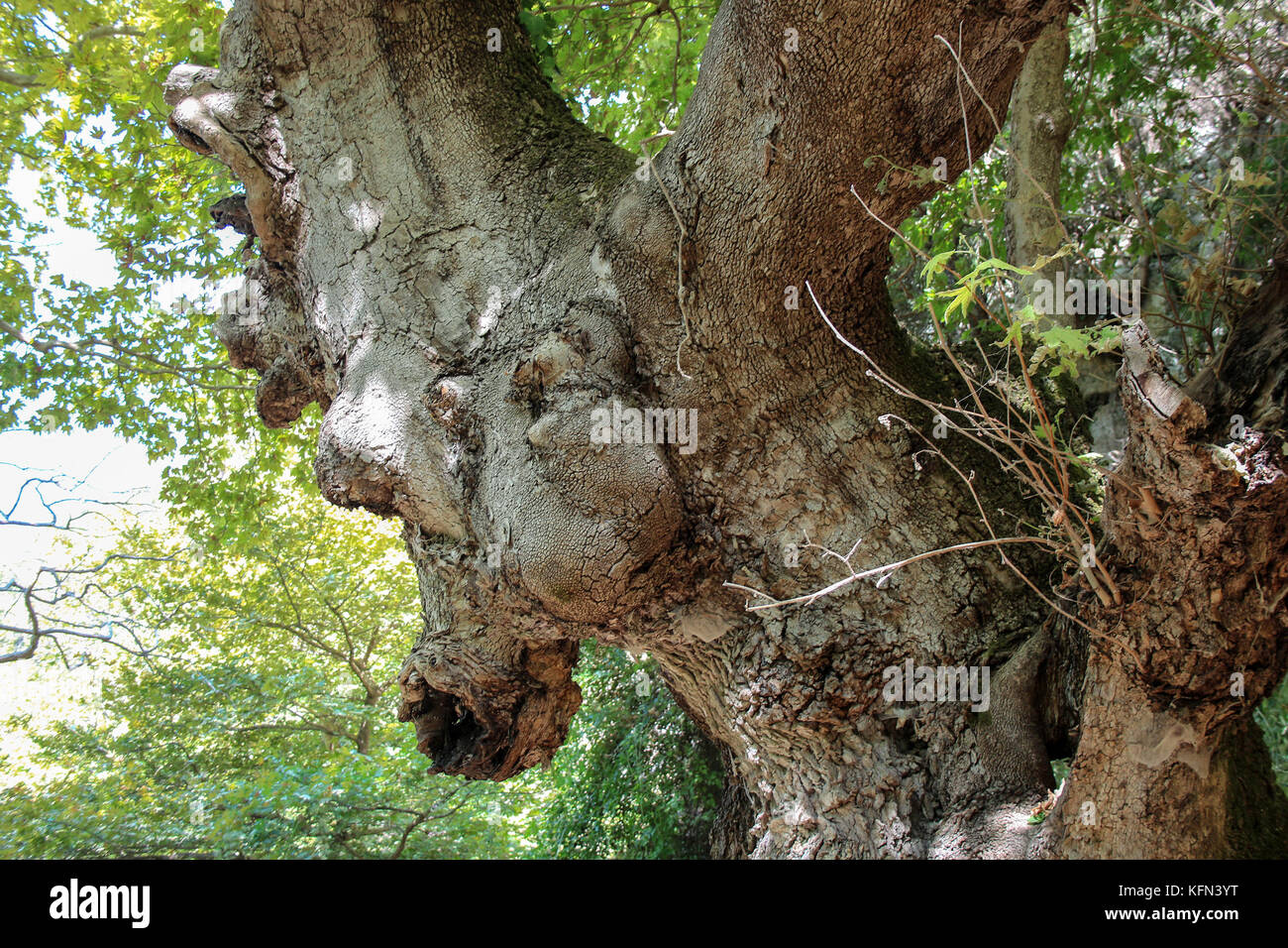 An ancient tree in Gliki Park, at the springs of the Aheron River ...