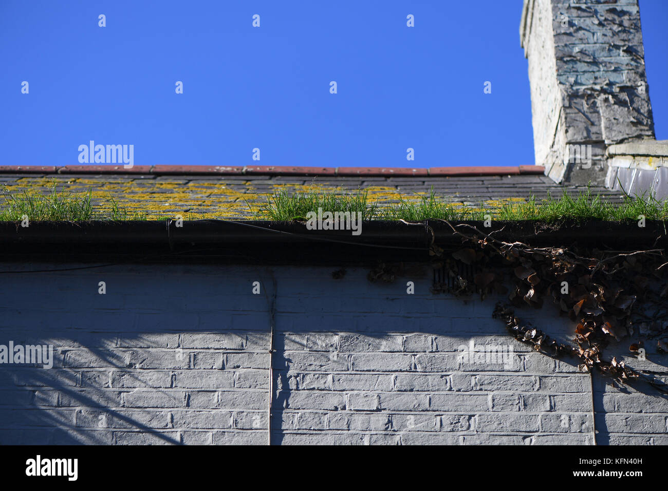 Severely blocked and overgrown gutters in a house that has fallen in to ...